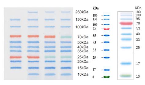 真彩虹marker长这样：bio Helix 4色预染蛋白markers 每日生物评论