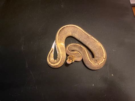 Champagne Pos Sable Ball Python By Inked Exotic Morphmarket