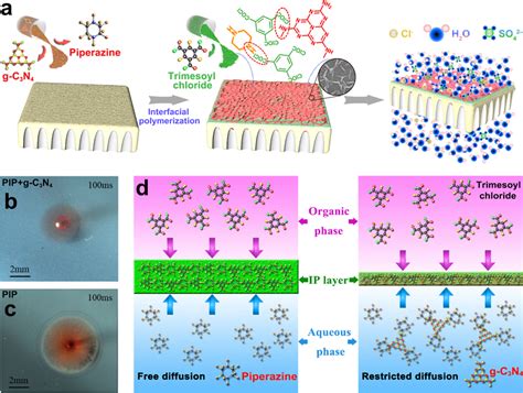 Preparation Of Nf Membranes Regulated By G C3n4 A Schematic Download Scientific Diagram