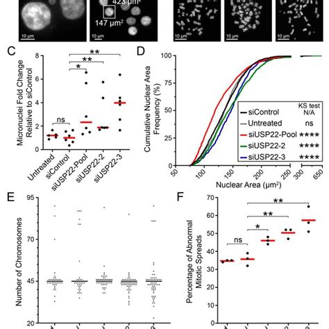 Usp22 Silencing Induces Chromatin Compaction Defects In Mitotic Hct116