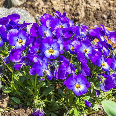 Viola Spp Uc Agriculture And Natural Resources