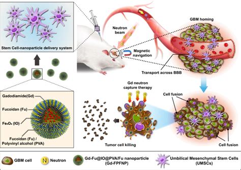 干细胞 纳米医学系统作为用于靶向中子捕获癌症治疗的治疗诊断生物钆剂 Nature Communications X Mol