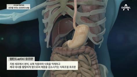 식욕 통제 불능을 일으키는 렙틴 호르몬 비만을 부르는 호르몬의 비밀 100세 프로젝트 3 회 Youtube