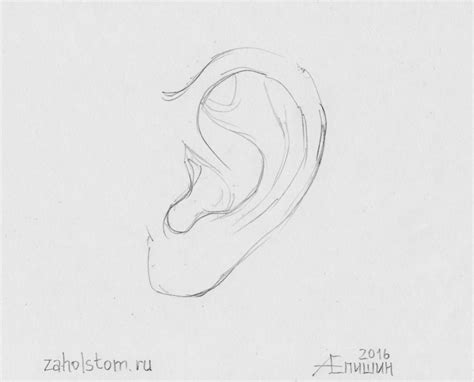 Как рисовать ухо Рисунок карандашом с обучающими схемами —