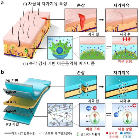 한양대 김도환 교수 물리적 손상과 촉각이 스스로 복원되는 자가치유 전자피부 개발