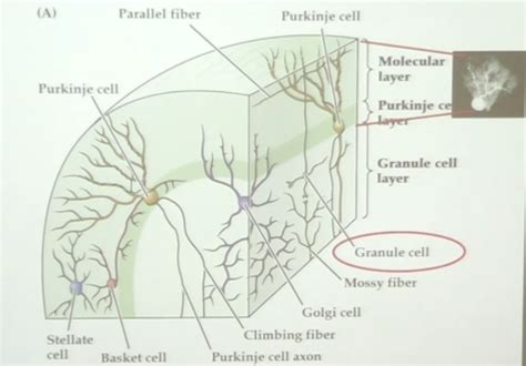 cerebellum circuitry flashcards quizlet