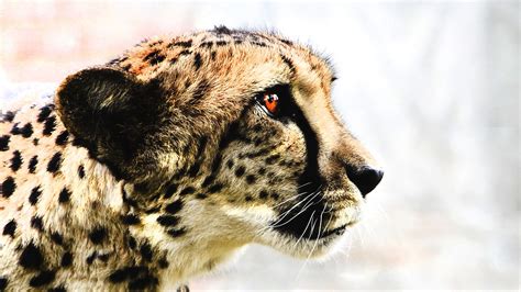 Cheetah 4k Wallpapers Top Free Cheetah 4k Backgrounds Wallpaperaccess