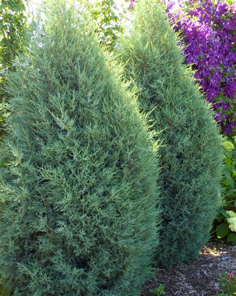 Medora Juniper Jeffries Nurseries