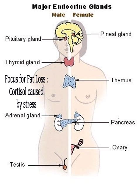 Endocrine System Body Diagram ModernHeal Com
