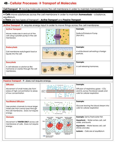 Cell Structure Function LPHS BIOLOGY STAAR REVIEW