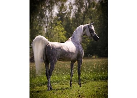 Select Breeders Services Shahim Al Nakeeb
