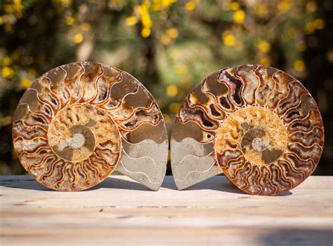 Uk Fossil Collecting Where To Find Fossils And What To Find Uk Fossils Features Hundreds Of