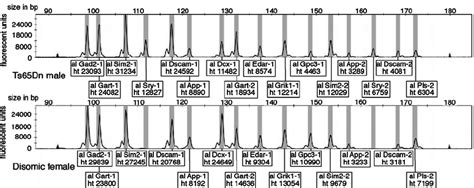 Electropherogram Traces The Traces Are A Visual Representation Of The Download Scientific