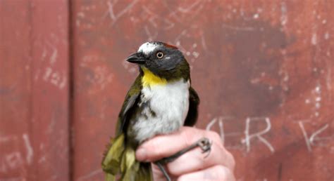 Ornithologists Identify Two New Species Of Toxic Birds Sci News