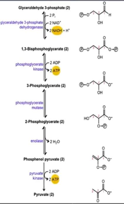 Simple Glycolysis Pathway