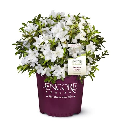 Encore Azalea 2 Gallon Autumn Ivory Azalea Flowering Shrub With White