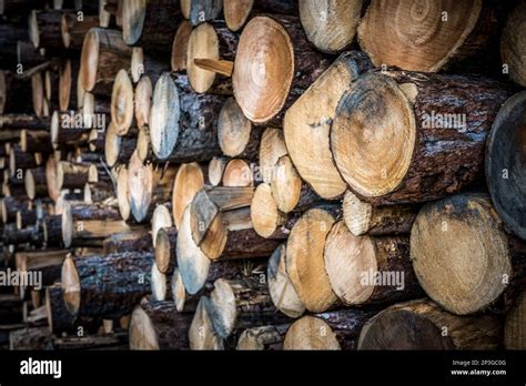 Massive Log Pile Of Pine Tree Trunks Logging And Timber Production At The Grossglockner Pass In