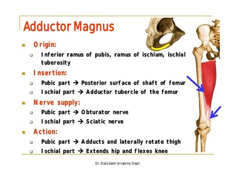 Organization Of The Ll Front And Medial Sides Of Thigh