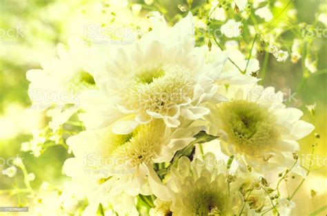 흰색 국화의 섬세 하 고 아름 다운 꽃의 꽃다발을 닫습니다 0명에 대한 스톡 사진 및 기타 이미지 0명 국화 꽃 나무 Istock