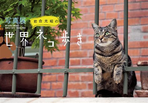写真展岩合光昭の世界ネコ歩き 株式会社クレヴィス