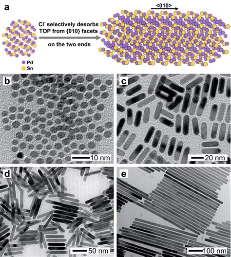 A Schematic Illustration Showing The Anisotropic Growth Of Orthogonal