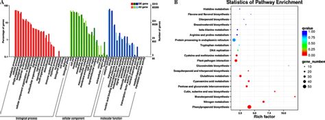 Functional Classifications Of The Transcripts A Go Gene Ontology