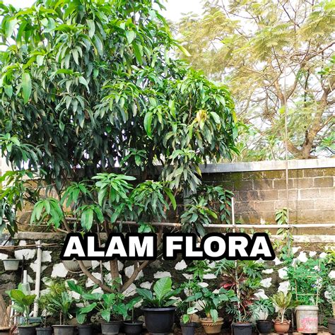 Shop Online With Alam Flora Now Visit Alam Flora On Lazada