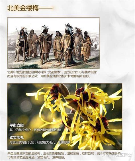 北美金缕梅 女巫收敛毛孔剂 知乎