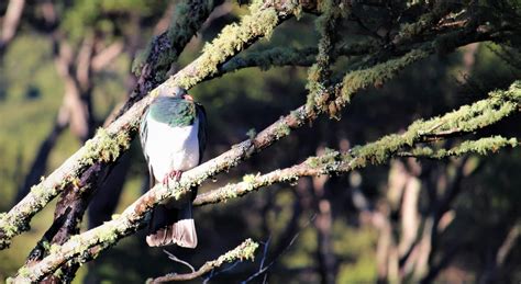 Arborist Reports Tree Monitoring NZ Treetops