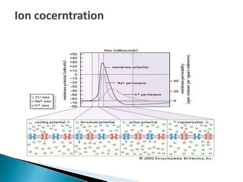 Neural Signaling And Electricl Pathway Pptx