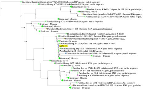 phylogenetic tree based on 16s rdna sequence analysis of d3 isolate