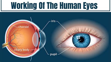 Working Of Human Eyes Structure And Function Of Human Eyes Urdu