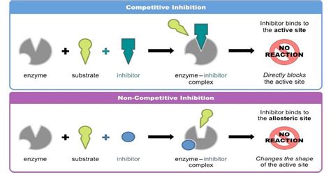Enzyme Inhibition An Introduction