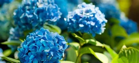 How To Plant Grow And Care For Hydrangeas