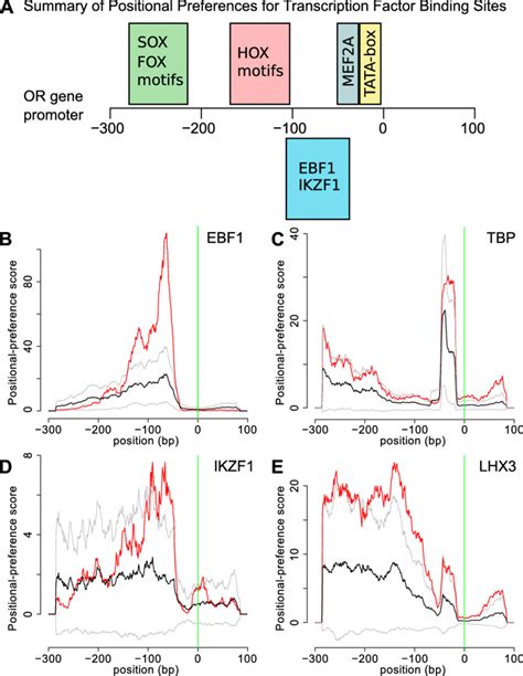 Transcription Factor Binding Profile Over Or Promoters A Summary Of Download Scientific