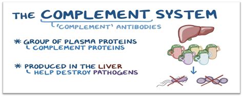The Complement System Its Functions And Complement Mediated Diseases Medsparkles Smc Pvt