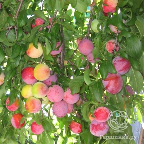 Слива Шатер купить в Москве по низкой цене интернет магазин Гаршинка