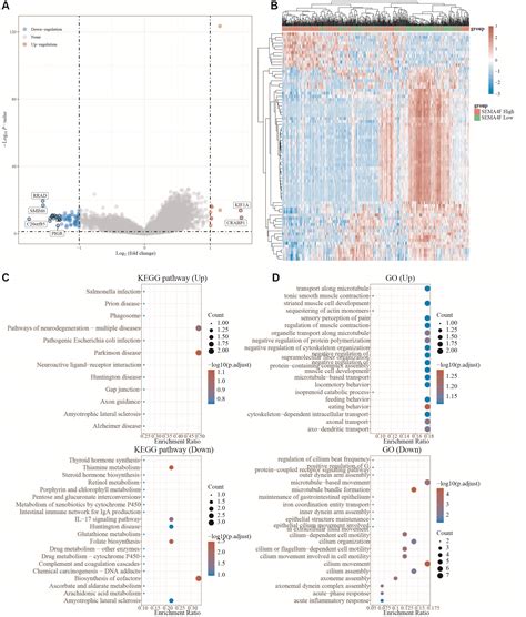 Reclassification Of Endometrial Cancer And Identification Of Key Genes Based On Neural Related