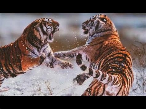 Two Male Siberian Tigers Fight In Siberian Tiger Park Youtube