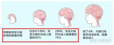 婴幼儿大脑发育 知乎