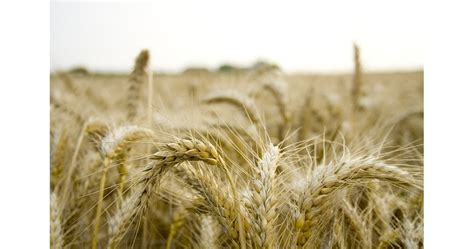 Русия обмисля да напусне зърнената сделка Български Фермер