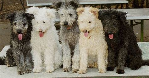 How Many Puppies Can Pumi Give Birth To