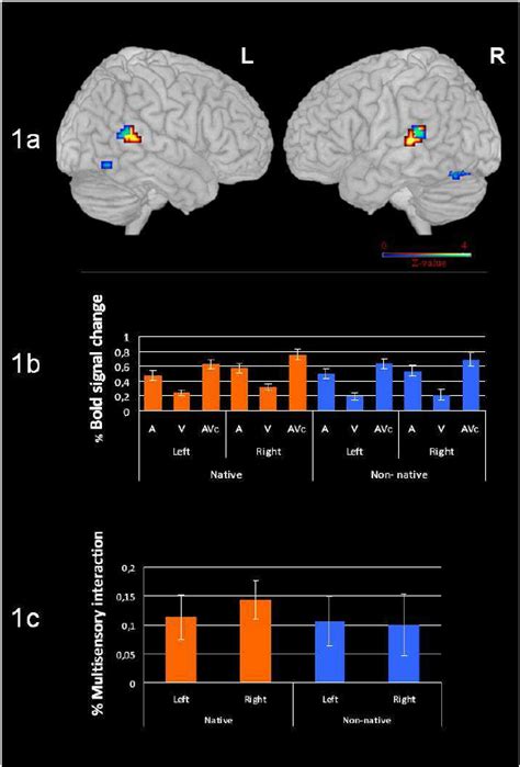 The Regions Involved In Audiovisual Speech Processing In Native L1