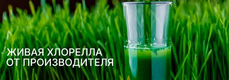 Живая хлорелла от производителя купить с доставкой по всей России