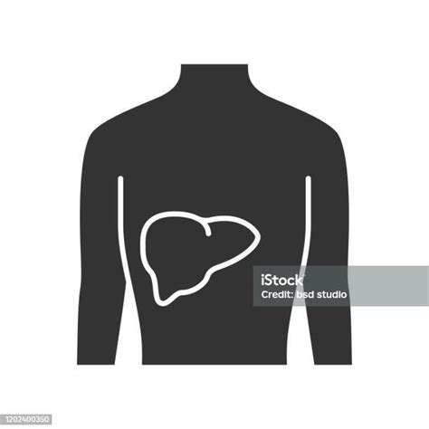 건강한 간 문말 아이콘 건강에 좋은 인간의 기관 사람들의 웰빙 기능 소화 선 건강에 좋은 위장관 실루엣 기호입니다 음수