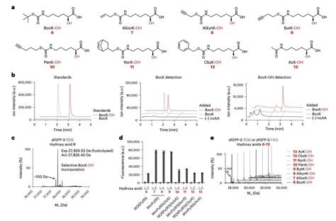 Enzyme Chemistry On Twitter Genetically Programmed Cell Based