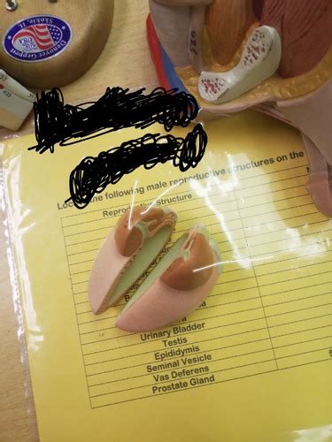 Practice Test For Lab 1 Flashcards Quizlet