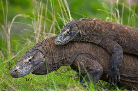 Mating Komodo Dragons Stock Photos Royalty Free Mating Komodo Dragons Images Depositphotos