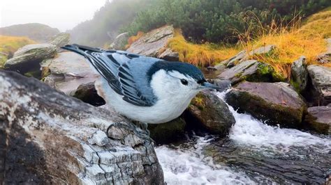 Asmr Звуки природы пение птиц Звуки Леса для релаксации сна Медитации Relax 1 часов