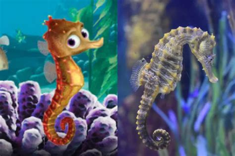 24 Different Finding Nemo Fish Species And Creatures Too Howitsee